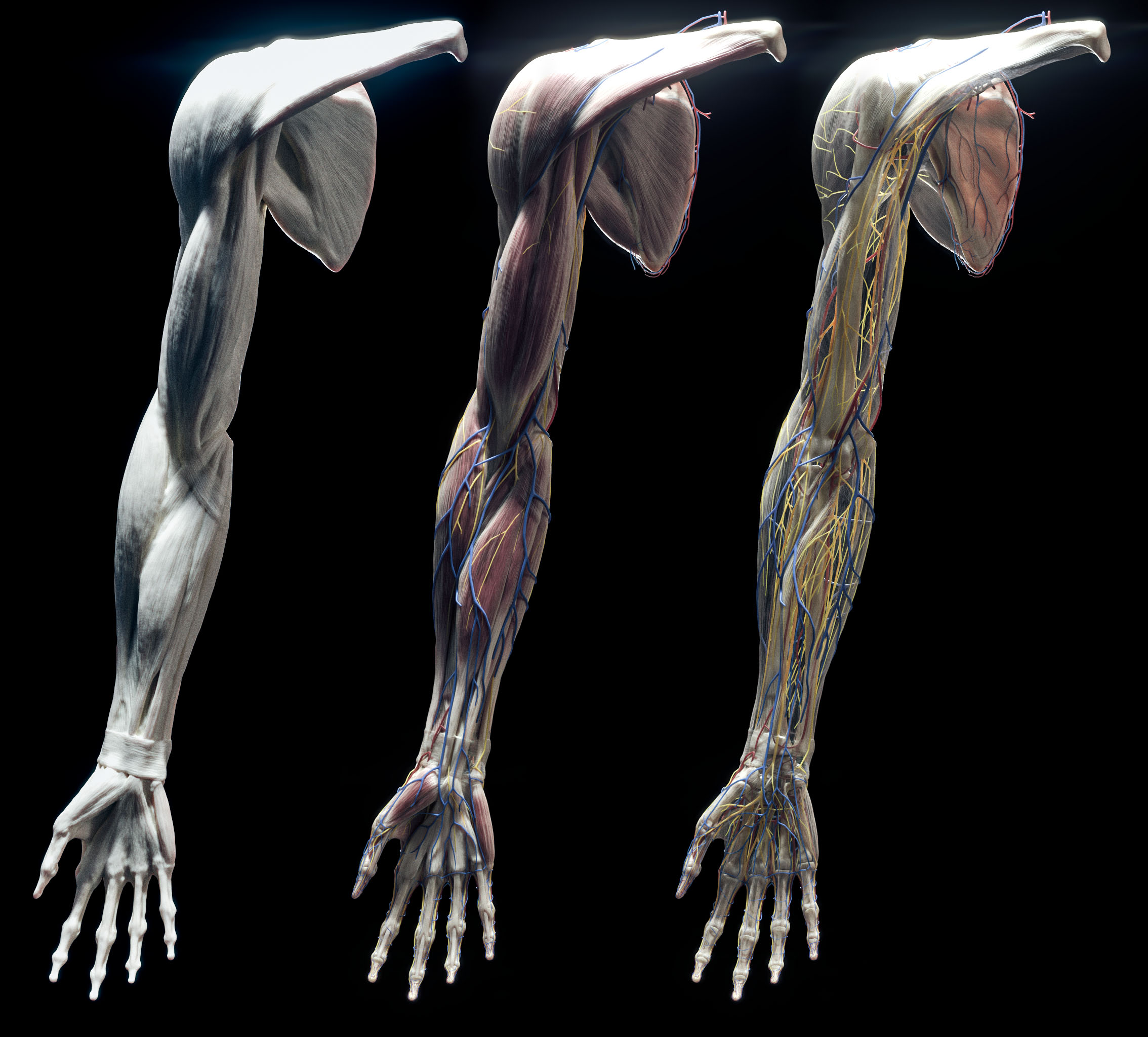 Anatomy of the Upper Limb - Big5 Studio