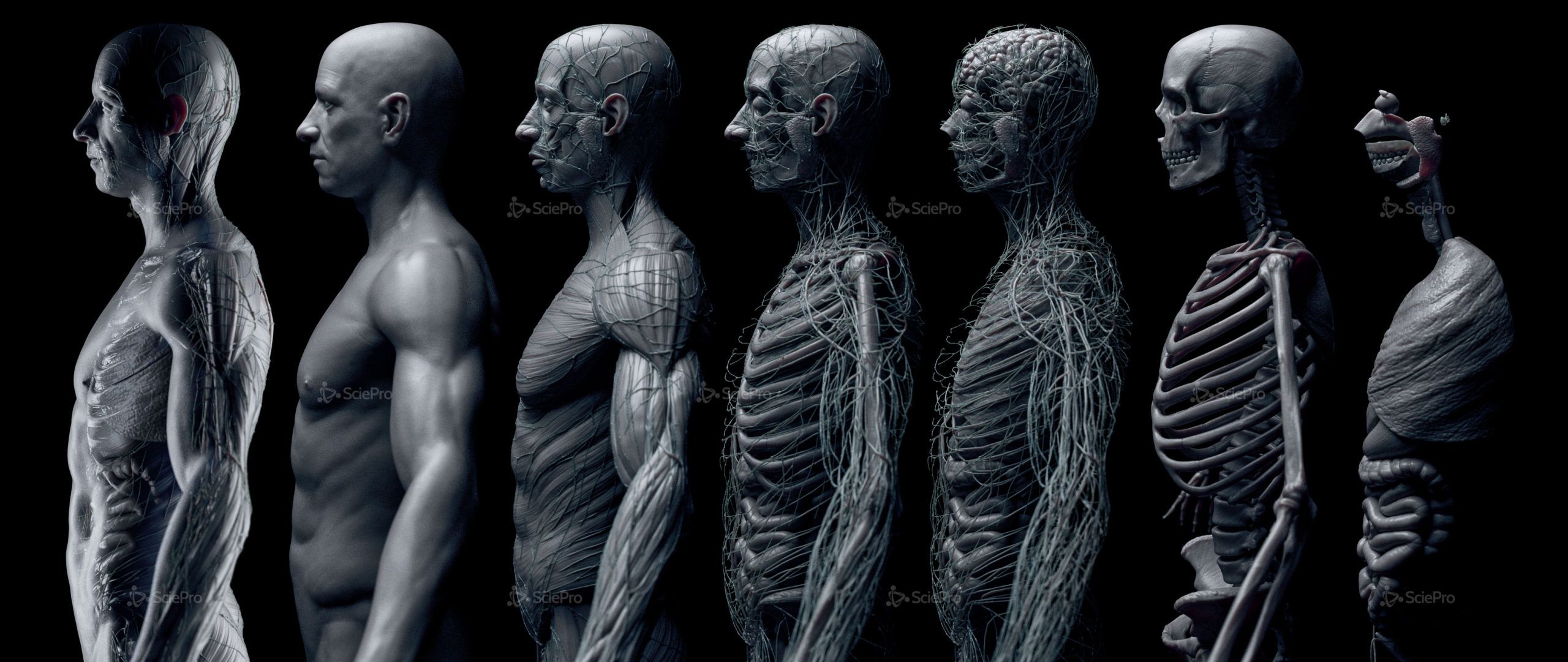 SciePro Male Anatomical Model - Big5 Studio